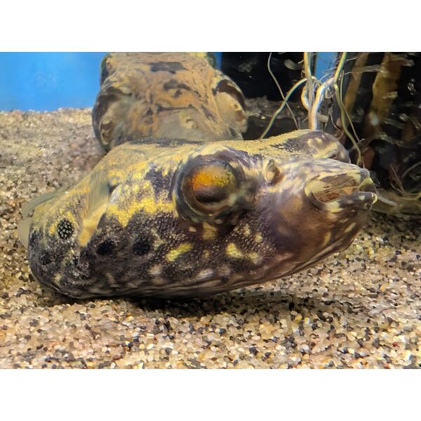 Humpback Pufferfish Pao palembangensis – The Fish Barn